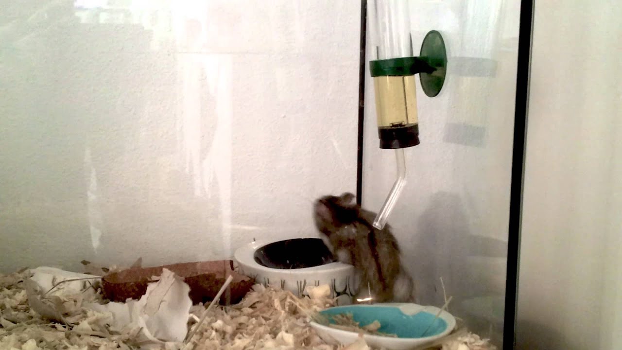 Funny Dwarf Hamster stunt - YouTube