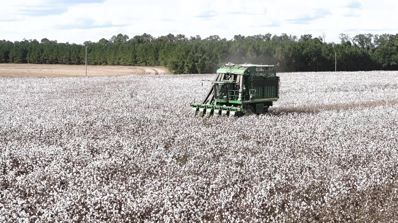 This Cotton Looks Great - YouTube