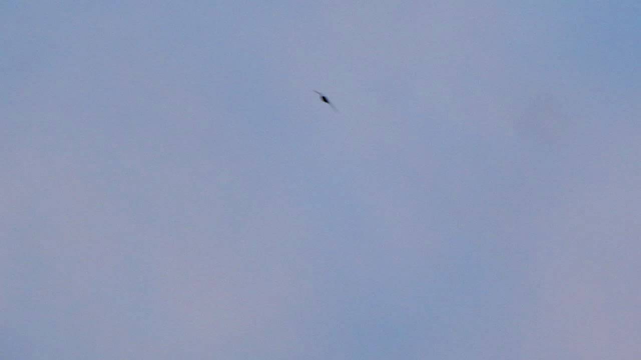 BLACK SWIFT IN FLIGHT - YouTube
