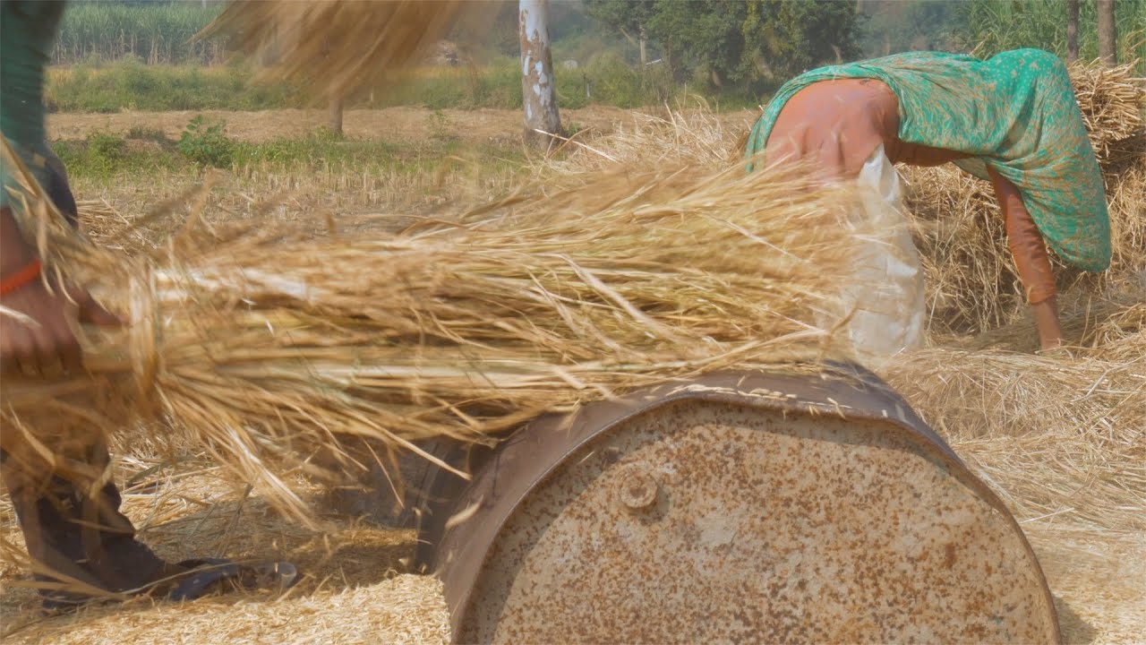 Young farmers threshing newly harvested rice stalks by hands ...