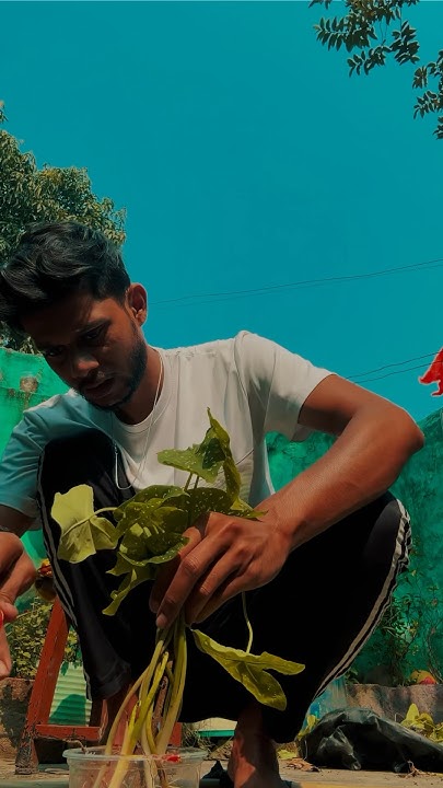 Tle Day 049180 The Trade Minivlog Coderslife Shortvideo Shorts Short Trending Youtube