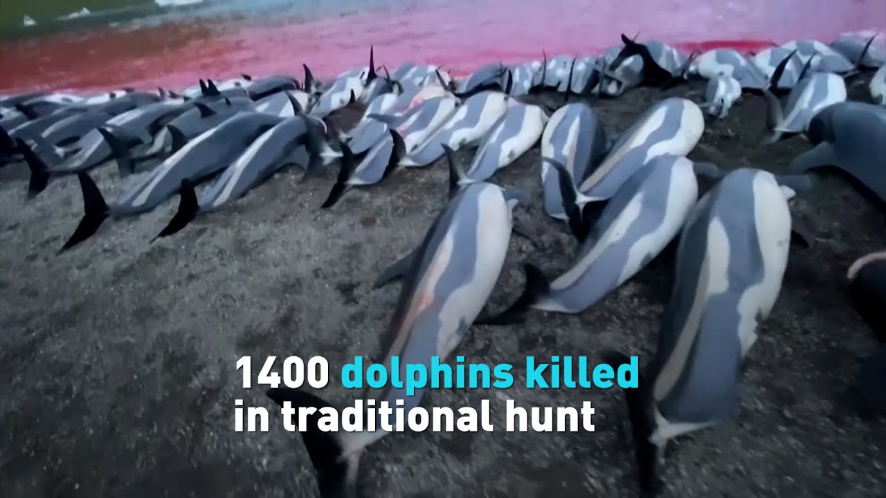 Dolphins slaughtered near Denmark in annual hunt - YouTube