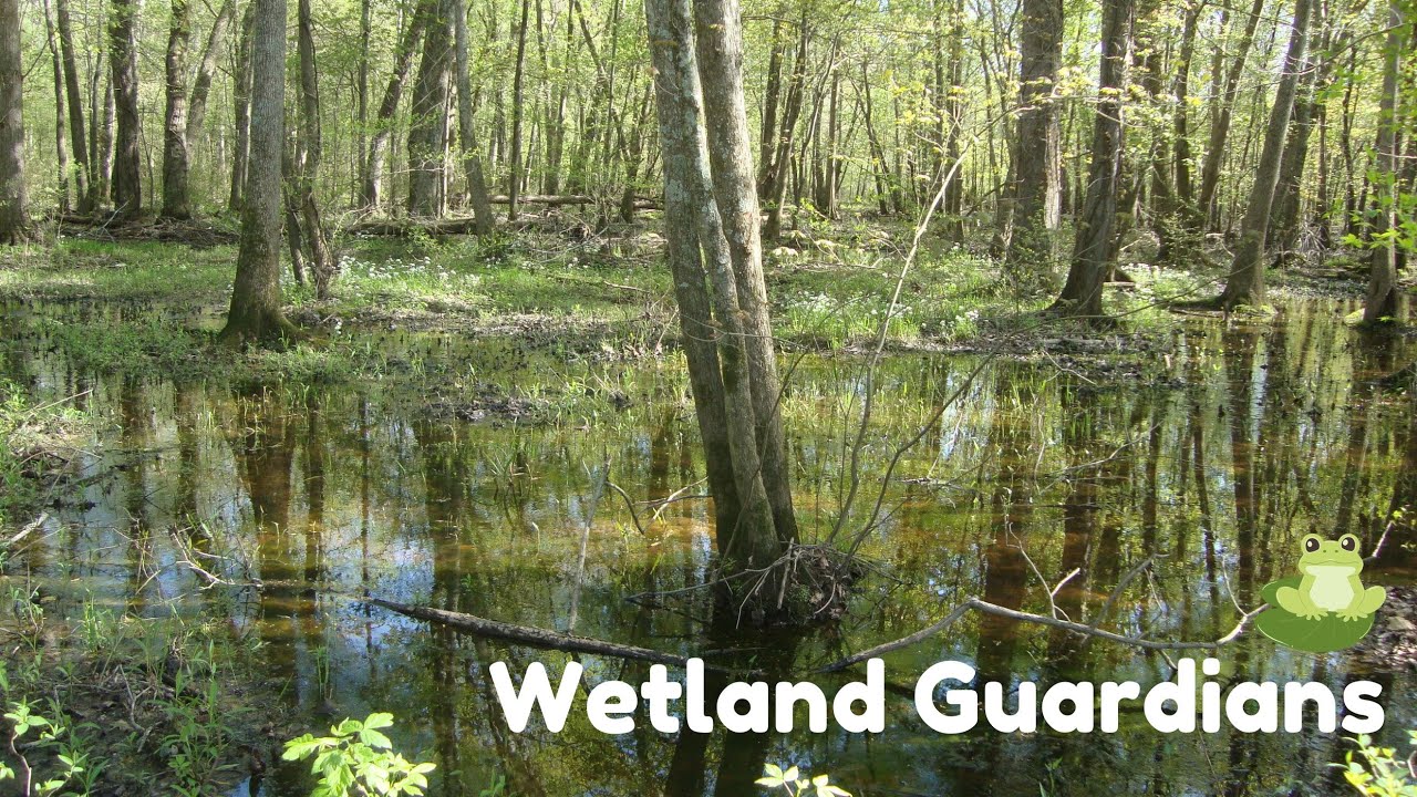 Understanding Wetlands: Your Guide to Biodiversity and Climate ...