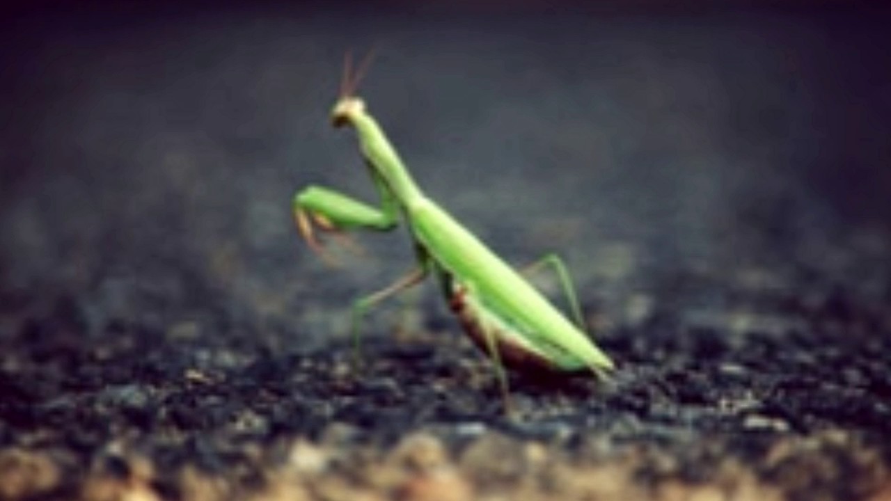 Life Cycle of a Praying Mantis And Other Intriguing Facts - YouTube