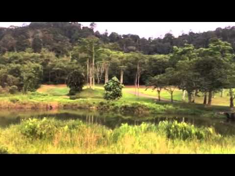 Perangsang Templer Golf Club - YouTube