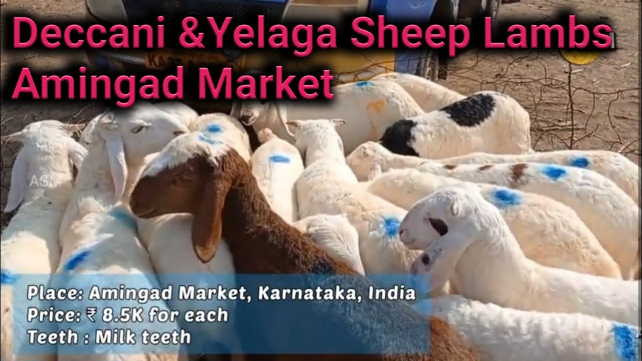 Episode -51| Amingad Deccani & Yelaga Sheep Lamb Market, Bagalkot ...