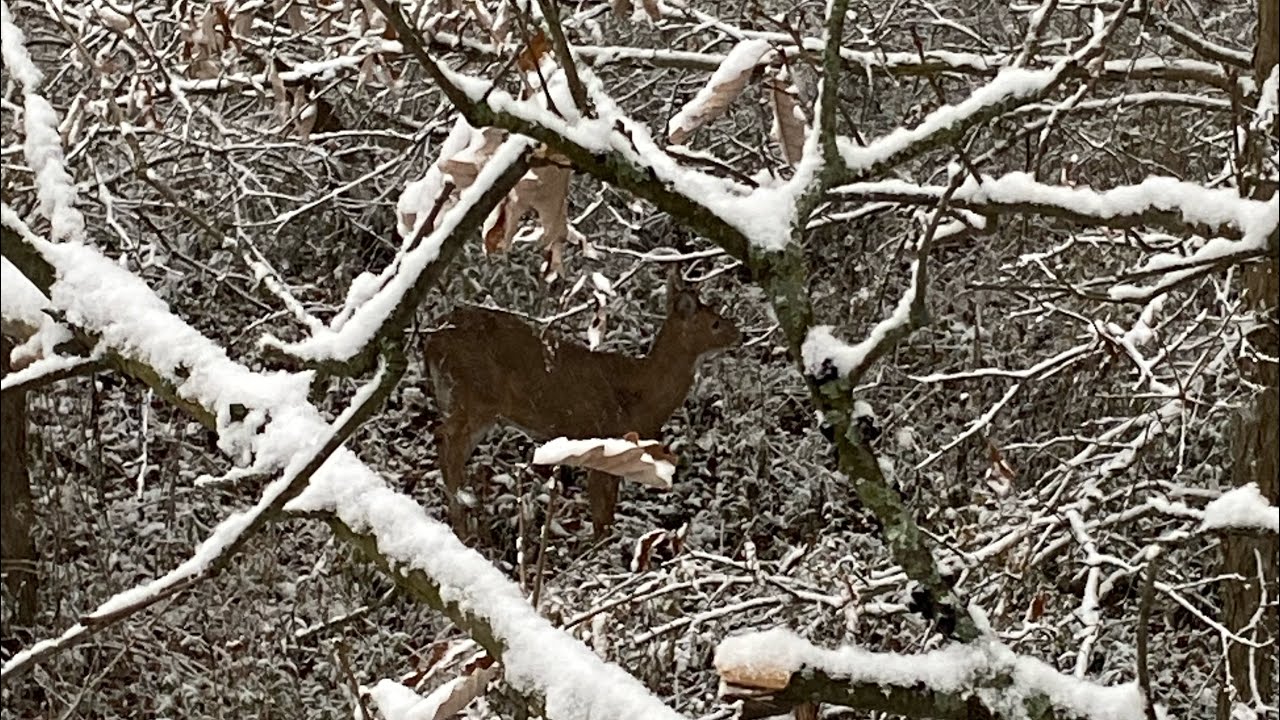 Whitetail Buck In The Snow MICHIGAN LAST DAY - YouTube