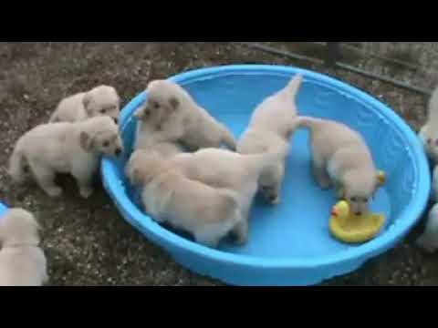 Yavru köpeklerin boş havuz keyfi