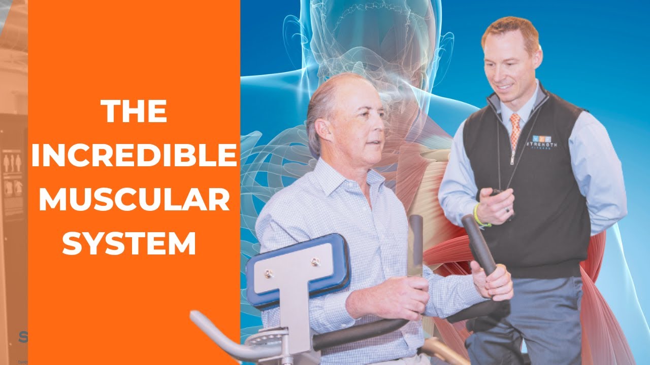 The Amazing Muscular System - YouTube