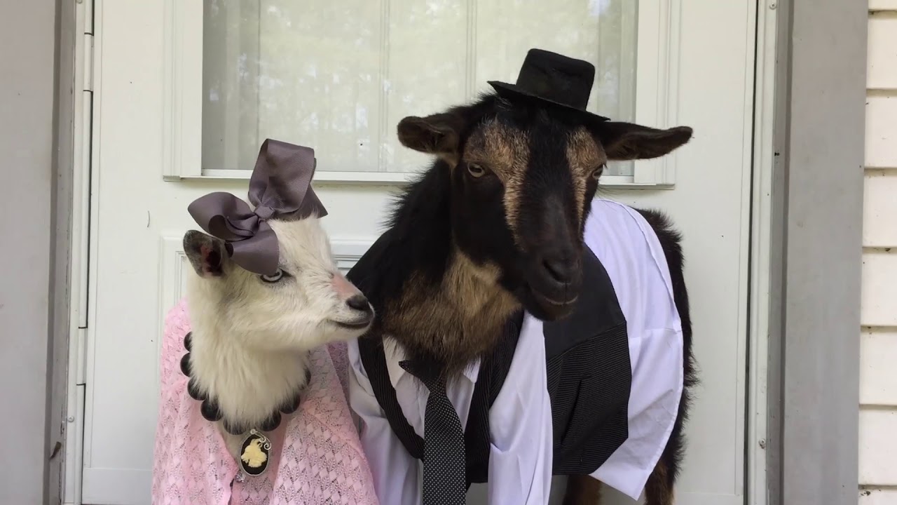Goat Couple is ready for Friday Night Date Night ! - YouTube