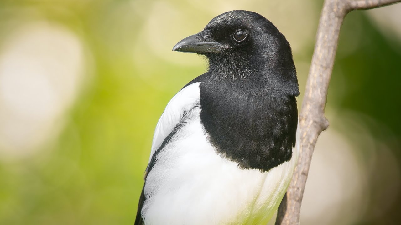 Black-billed magpie bird voice for sleep 😴|Nature with relaxation - YouTube