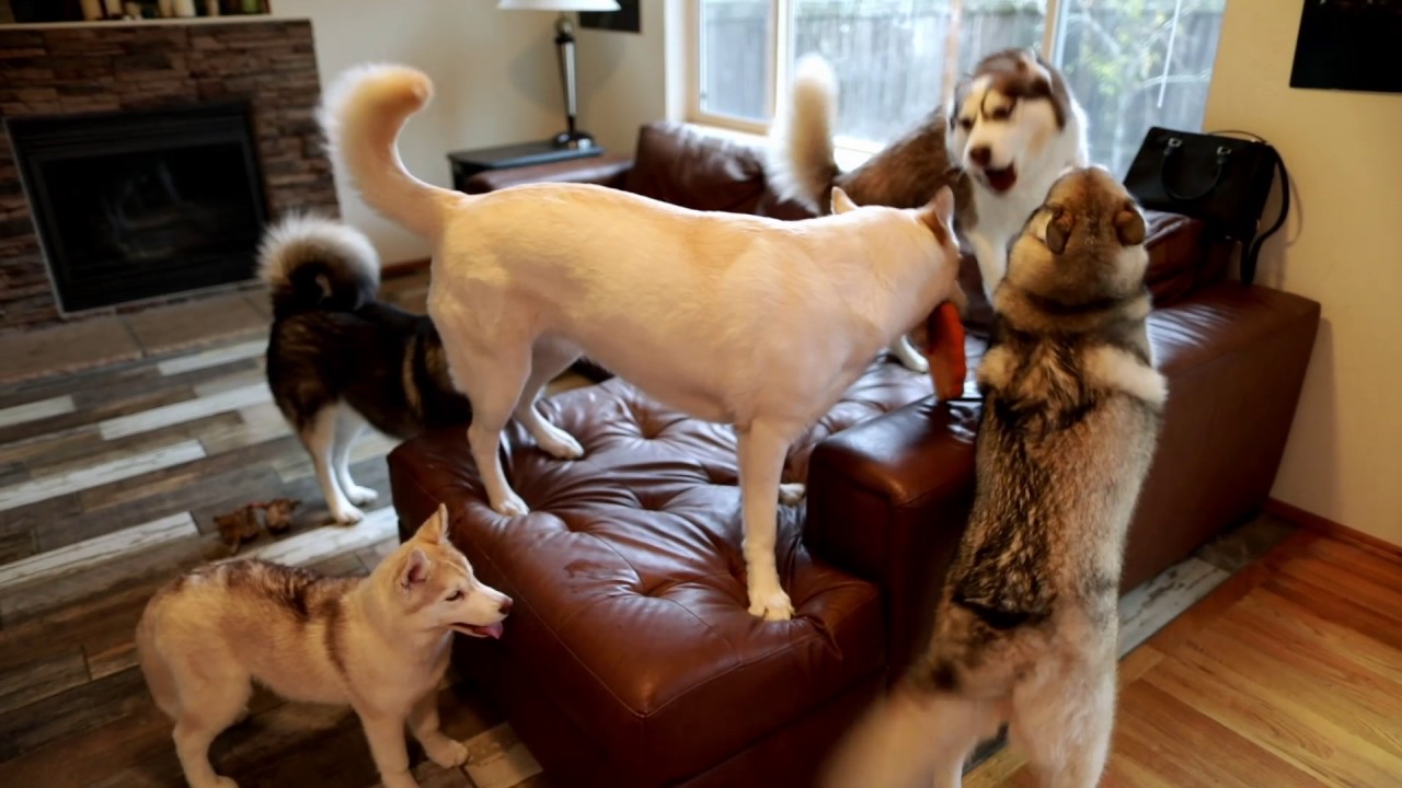 Derp Huskies 006 - YouTube