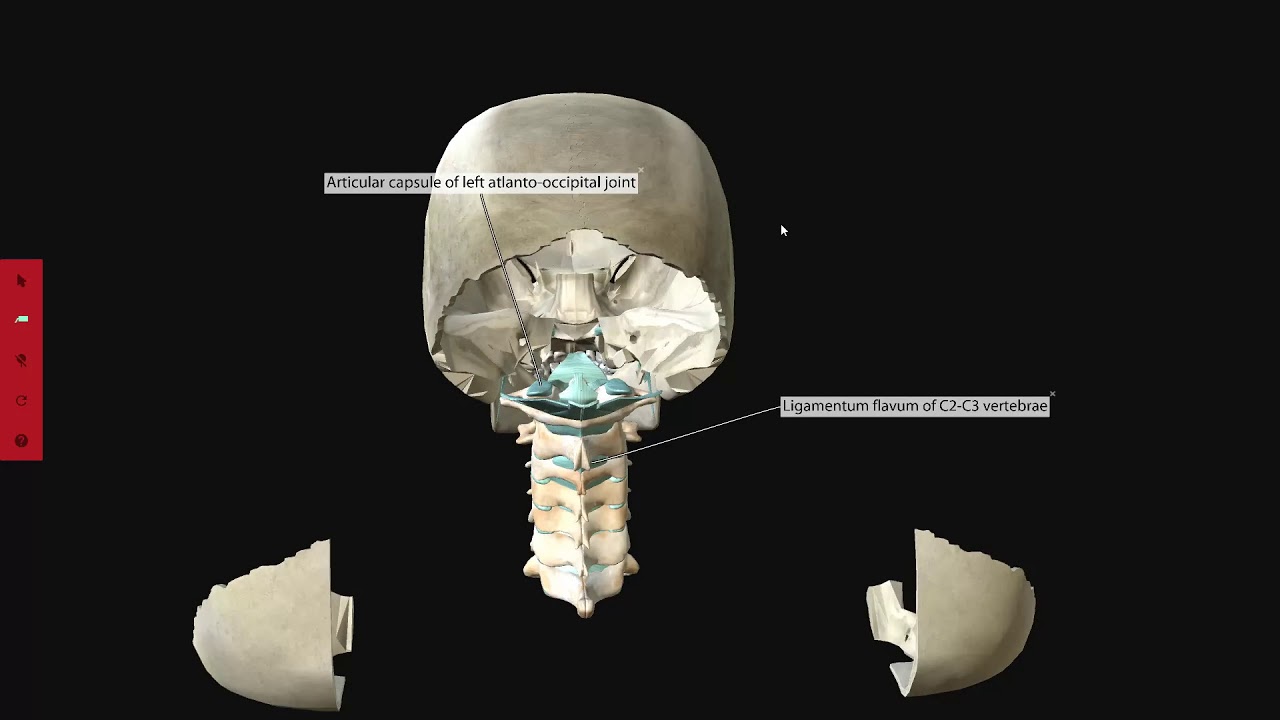 VIVED - Netter 3D Anatomy - YouTube