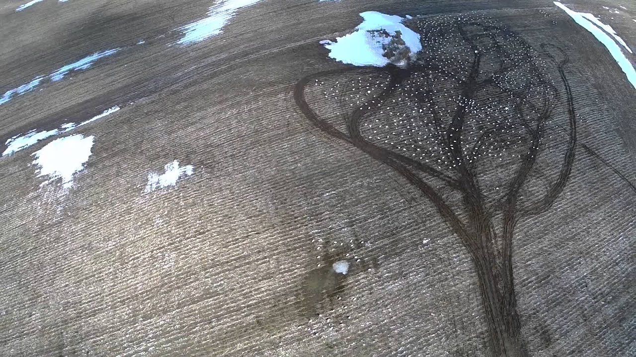 Drone Video of a Snow Goose Spread - YouTube