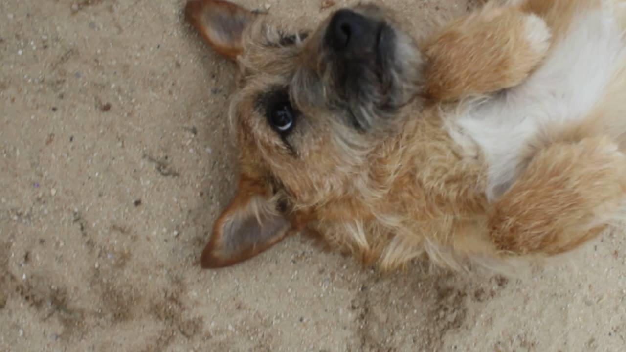 Fofo video - YouTube