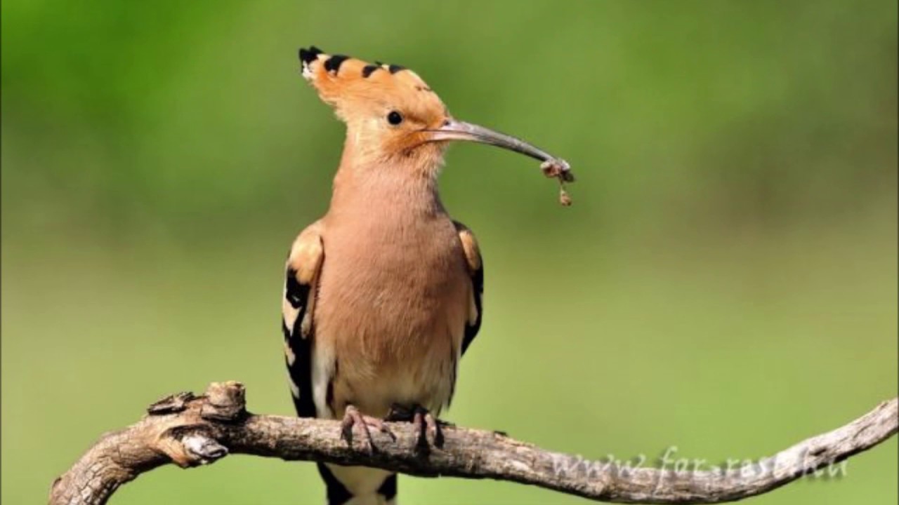 de hop, vogel die broed in Andalusie Zuid Spanje - YouTube