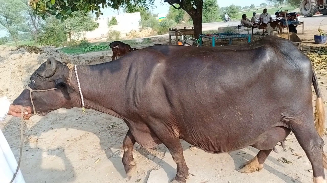 Watch nili Ravi buffalo for sale in Punjab Pakistan on YouTube - YouTube