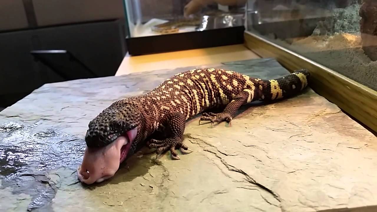 Beaded Lizard - "Aggressive" Feeding Response - YouTube