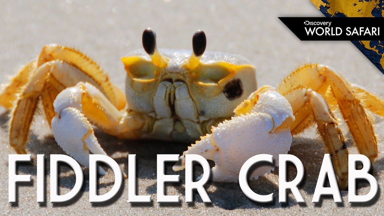 For Fiddler Crabs, Size Matters - YouTube