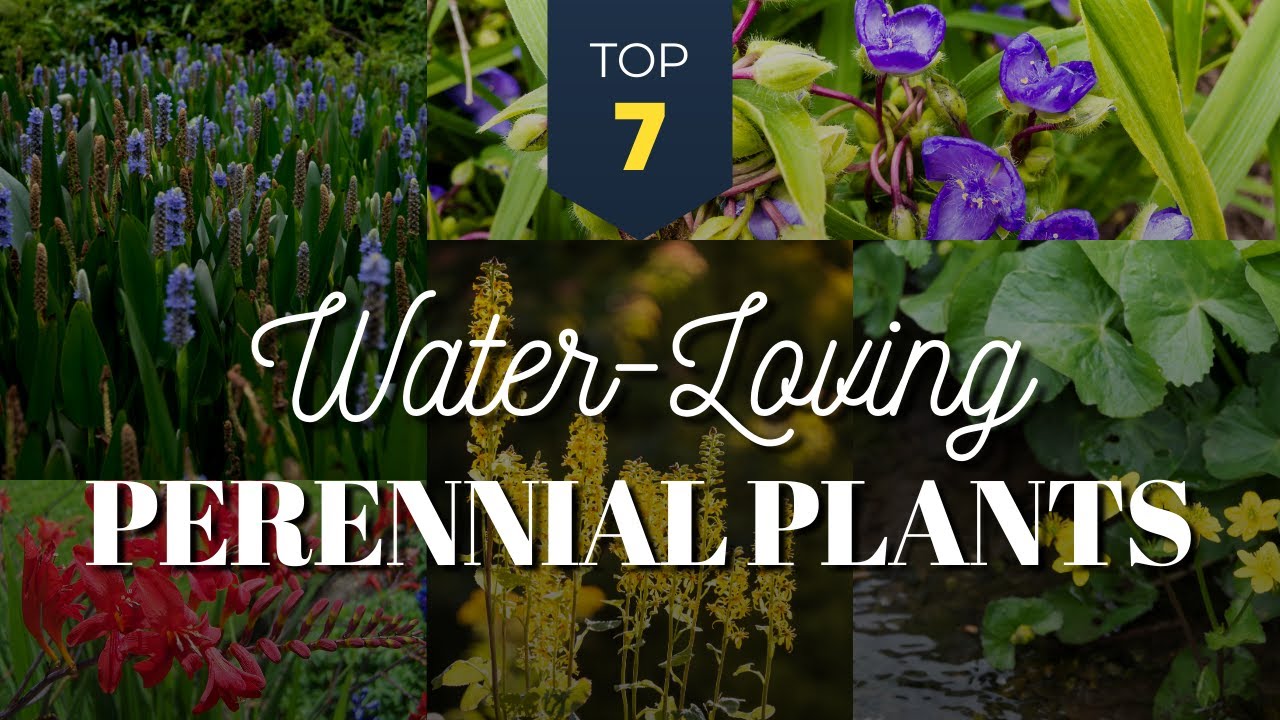 7 Best Water Loving Perennial Plants 🌺💦 for Moist and Wet Garden Area 🌿 ...
