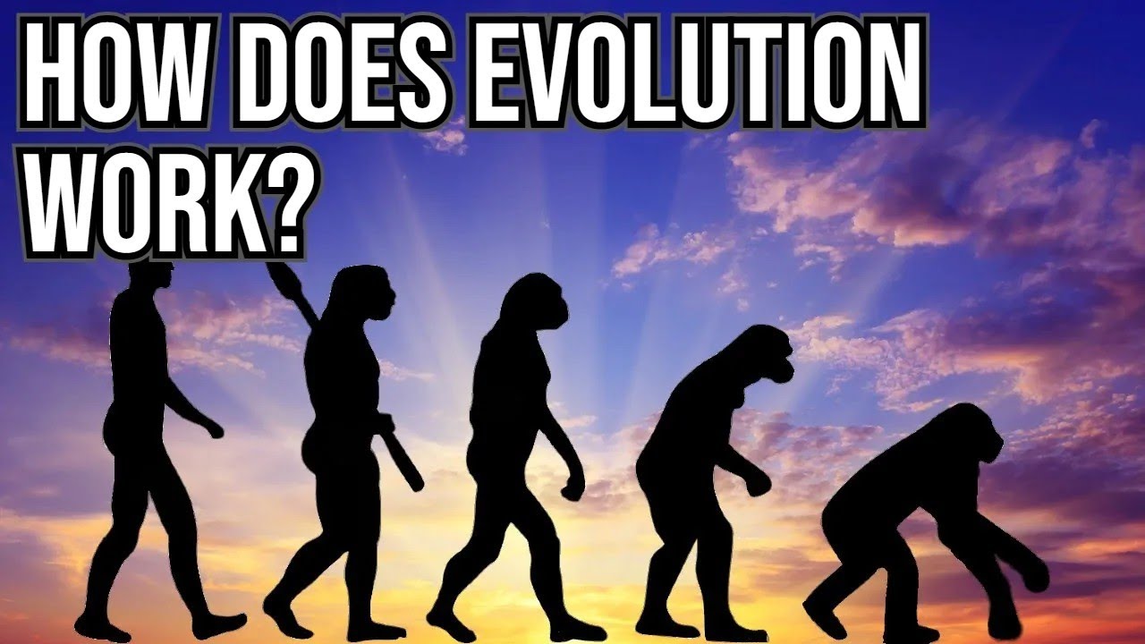 How Evolution Shapes Our World - YouTube