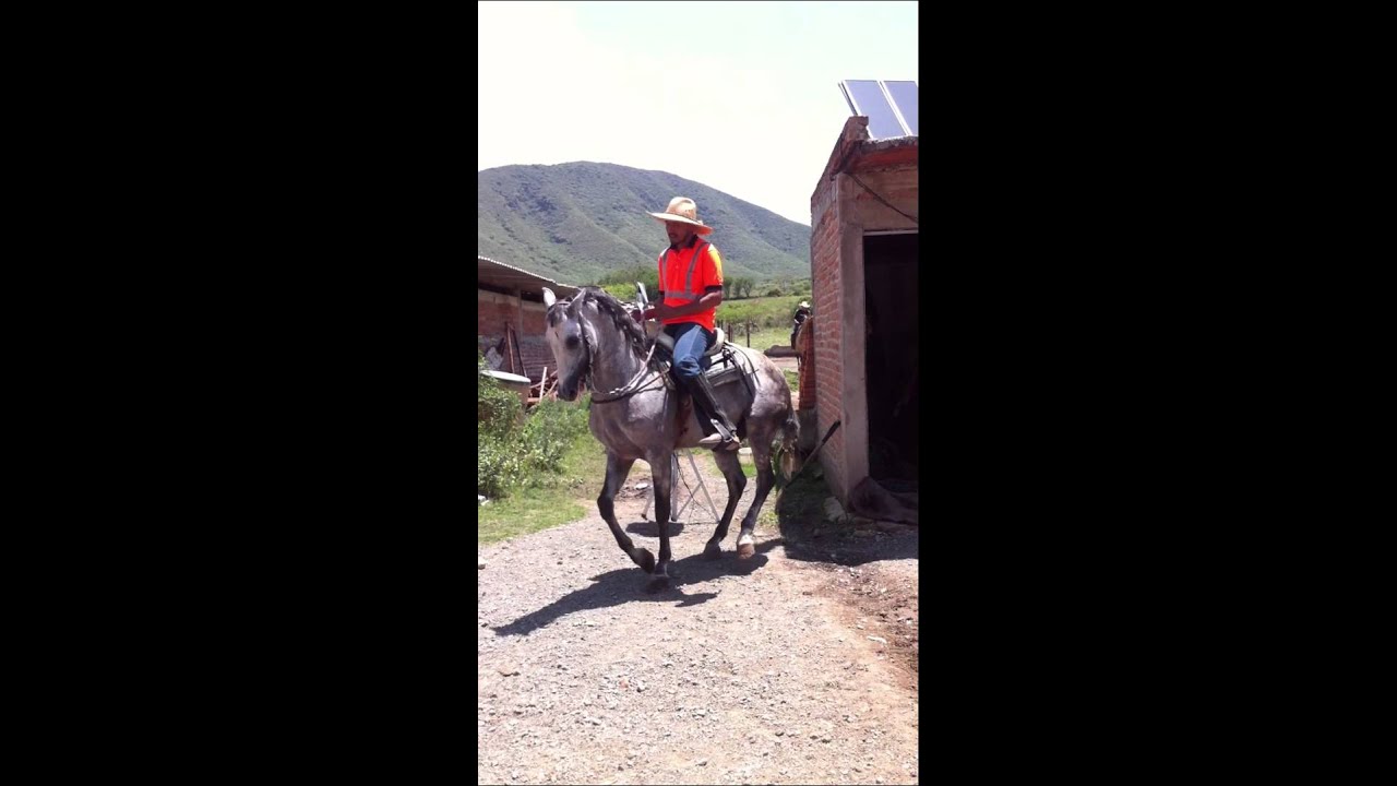 Caballo "El Ranchero". Rancho el milagro de Oscar razo - YouTube