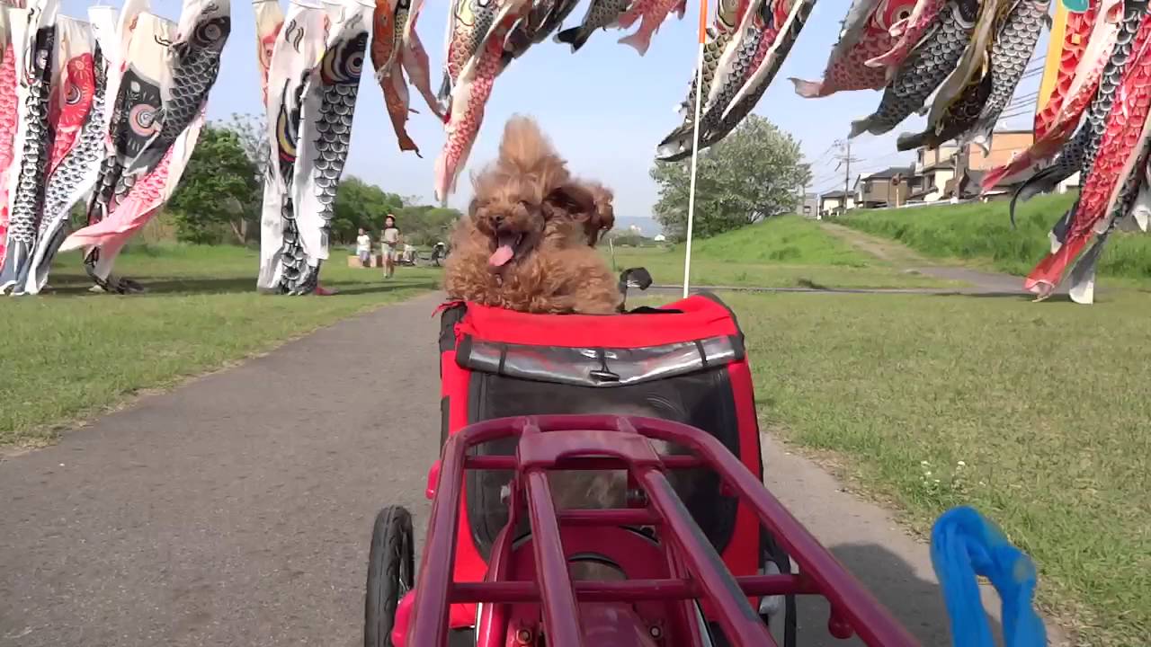 Jumping JuJu on Doggyride 13 - YouTube