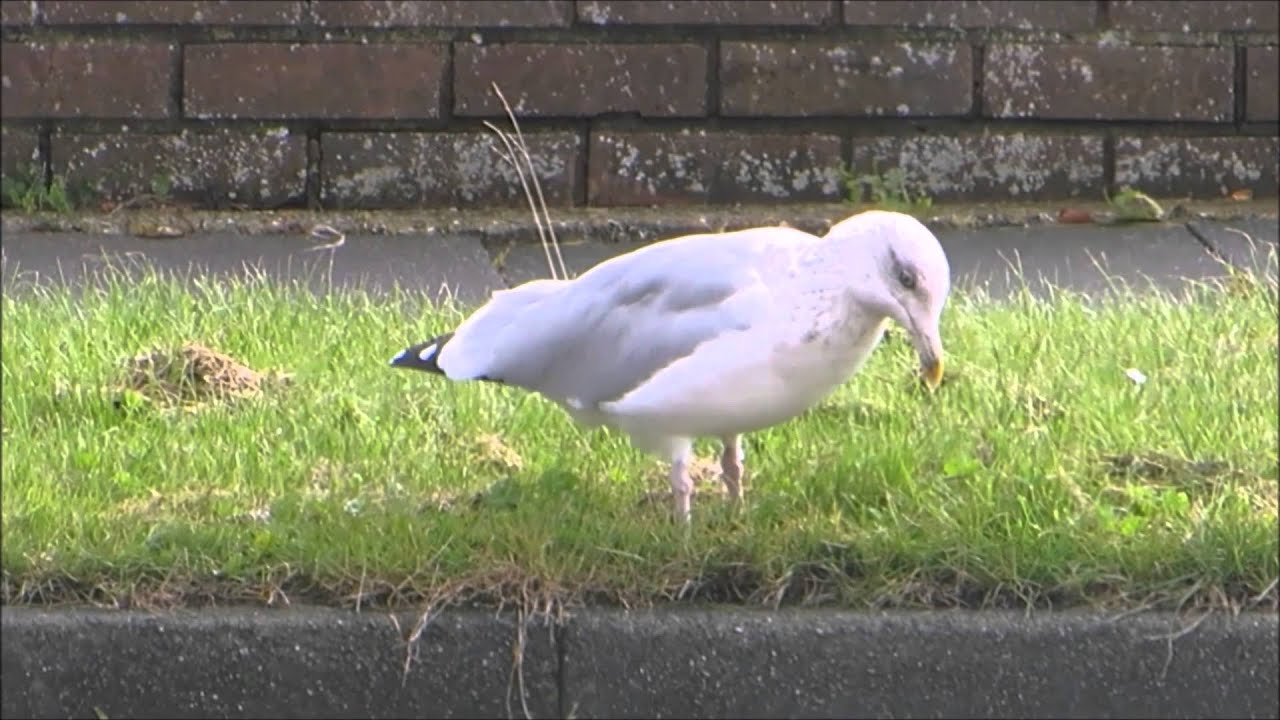 Worm Dance Seagulls - YouTube