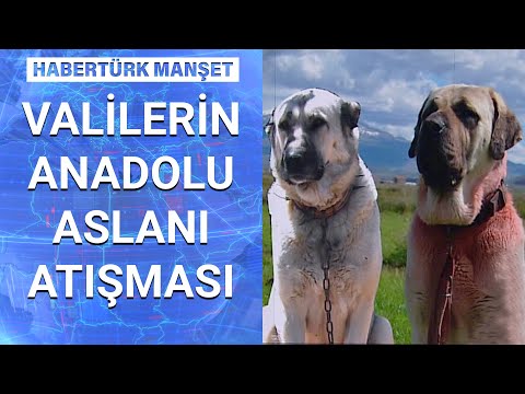 Sivas kangalı-Aksaray malaklısı... Hangi çoban köpeği daha güçlü? | Habertürk Manşet - 21 Eylül 2020