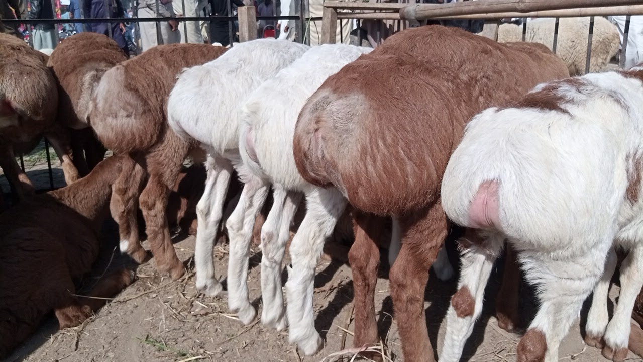 Turkey dumba for sale today-03420707078-Dumba farm in Punjab - YouTube