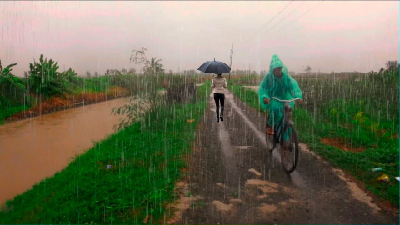Walk in Heavy Rain || Walking in the Middle of Rice Fields under Heavy ...