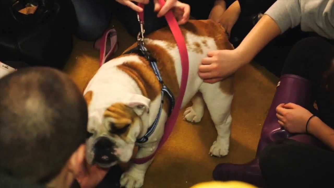 Puppy Study Break 2013 - YouTube