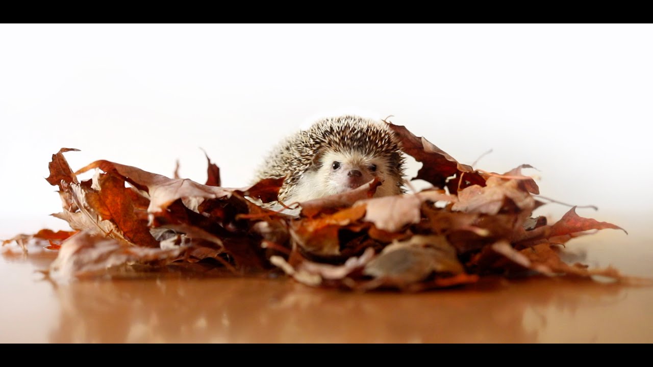 Hedgehog discovers something new in Fall leaves! - YouTube