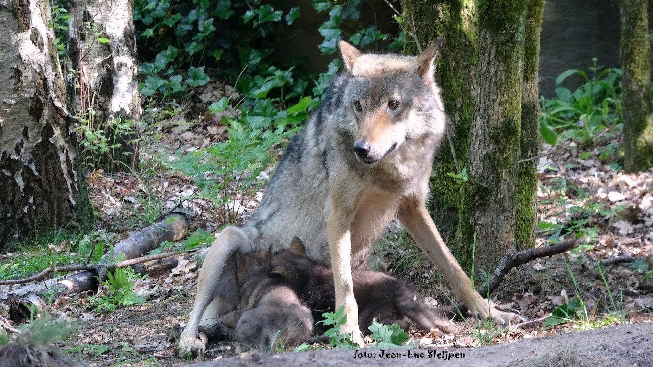 wolves born in Dierenpark Amersfoort - YouTube