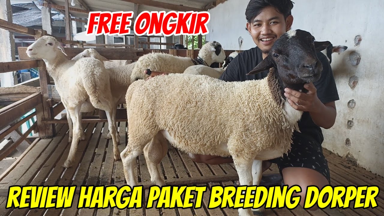REVIEW HARGA PAKET BREEDING DORPER F2 DAN PAKET EKONOMIS MULAI 1,6 JUTA ...