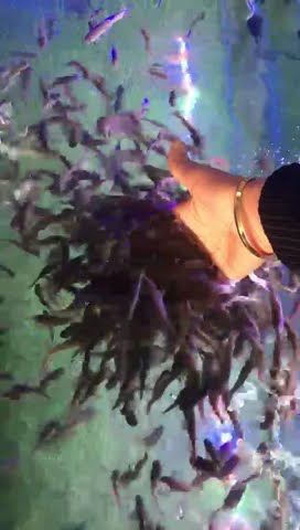 fish eating man - YouTube