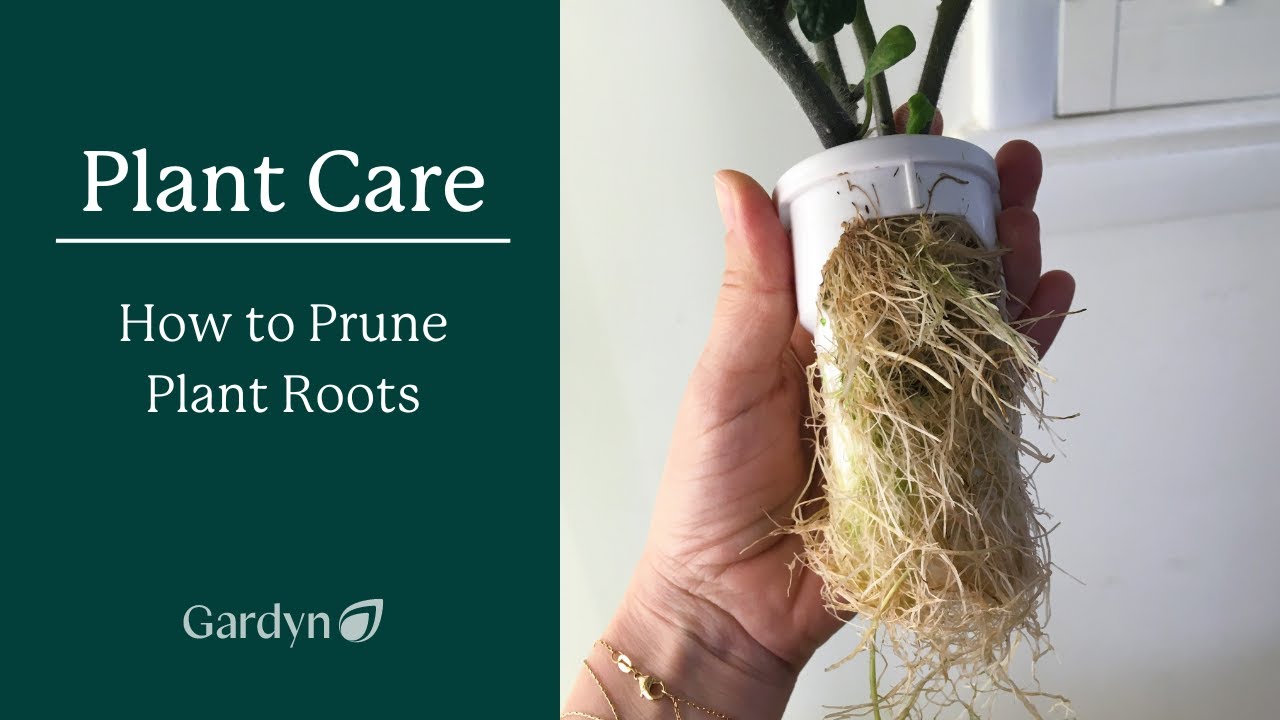 How to Prune Plant Roots - YouTube