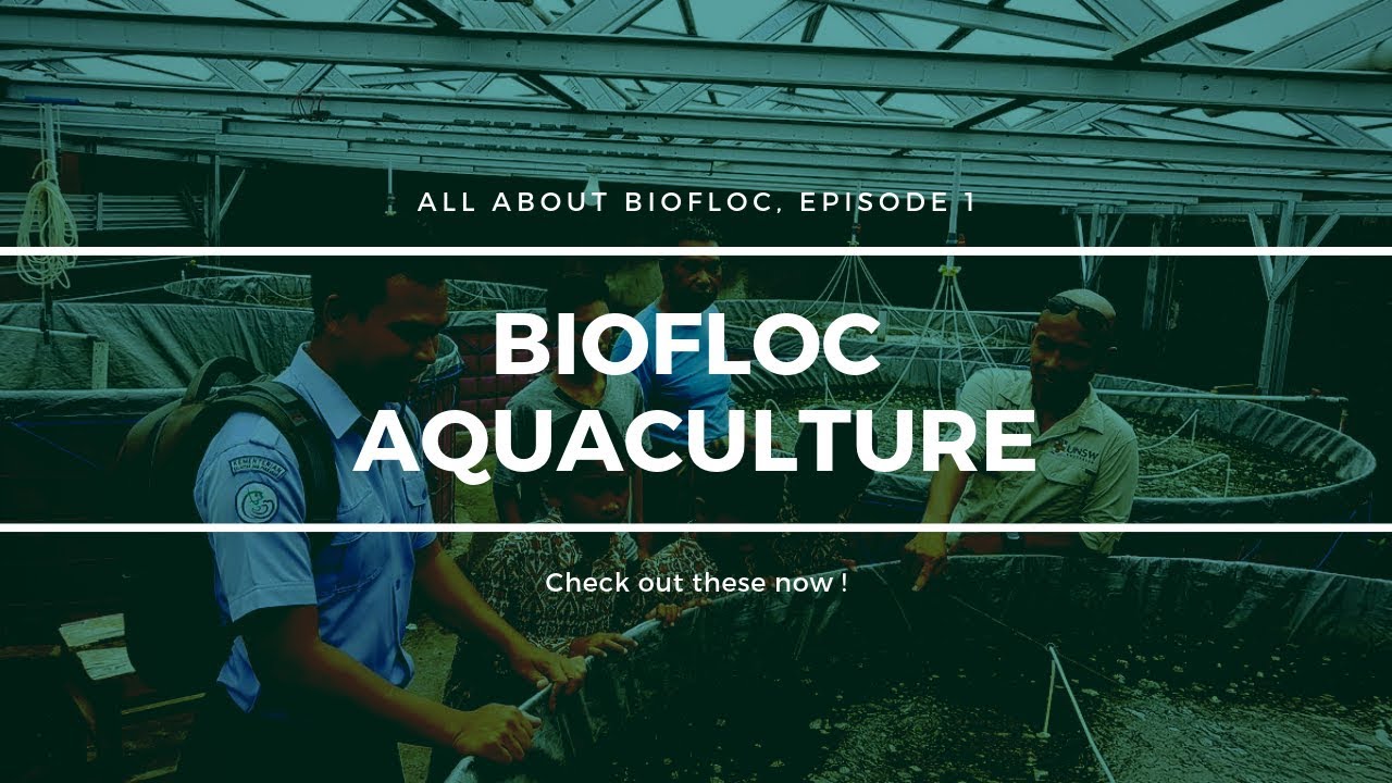 Biofloc Aquaculture - YouTube