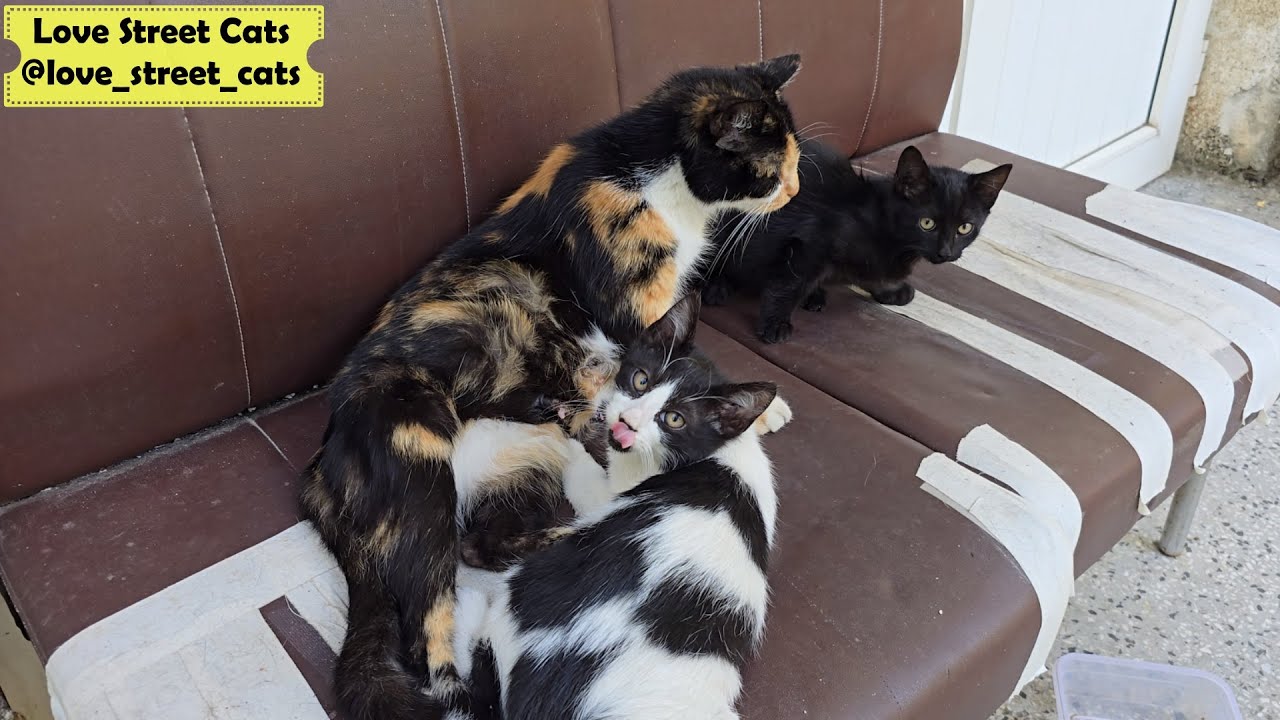 Protective Mother Cat Feeds Her Kittens and Defends Them | Love Street ...