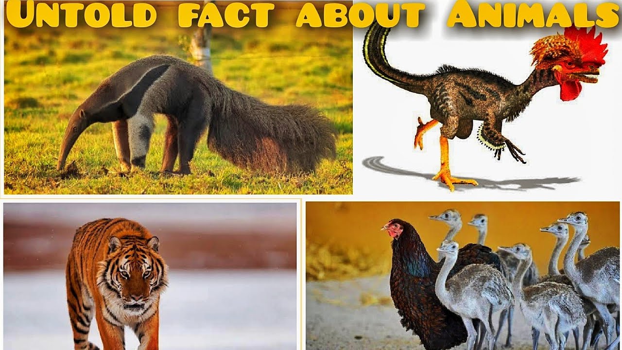 Untold Animals facts | amazing fact | untold facts - YouTube