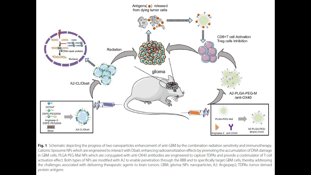 PLGA-PEG-Mal from PolySciTech used in development of nano-delivery ...