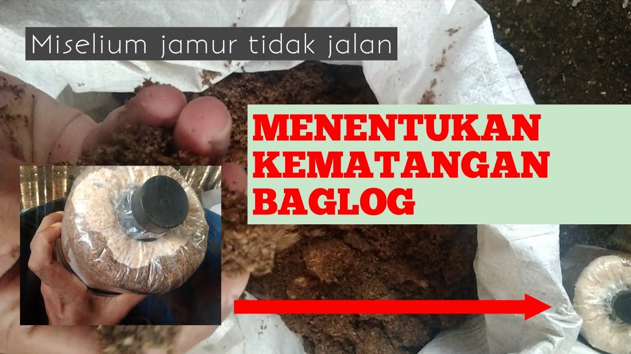 AKIBAT BAGLOG KURANG MATANG - YouTube
