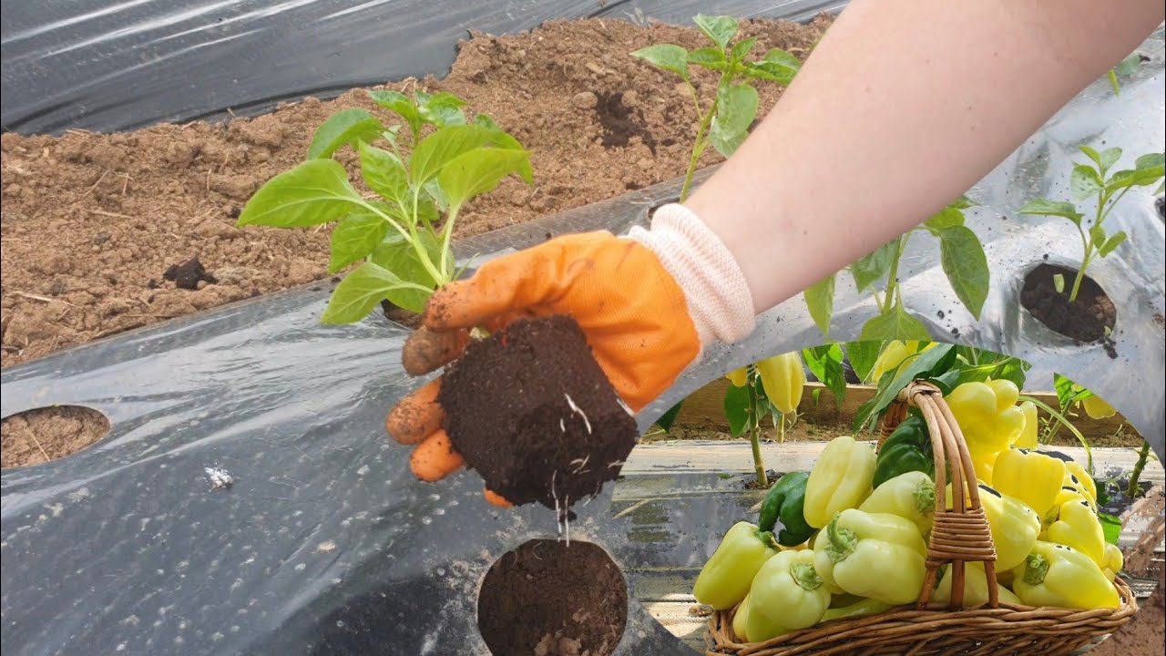 Kako uzgojiti sadnice paprike? Važno je znati prave uslove! - YouTube