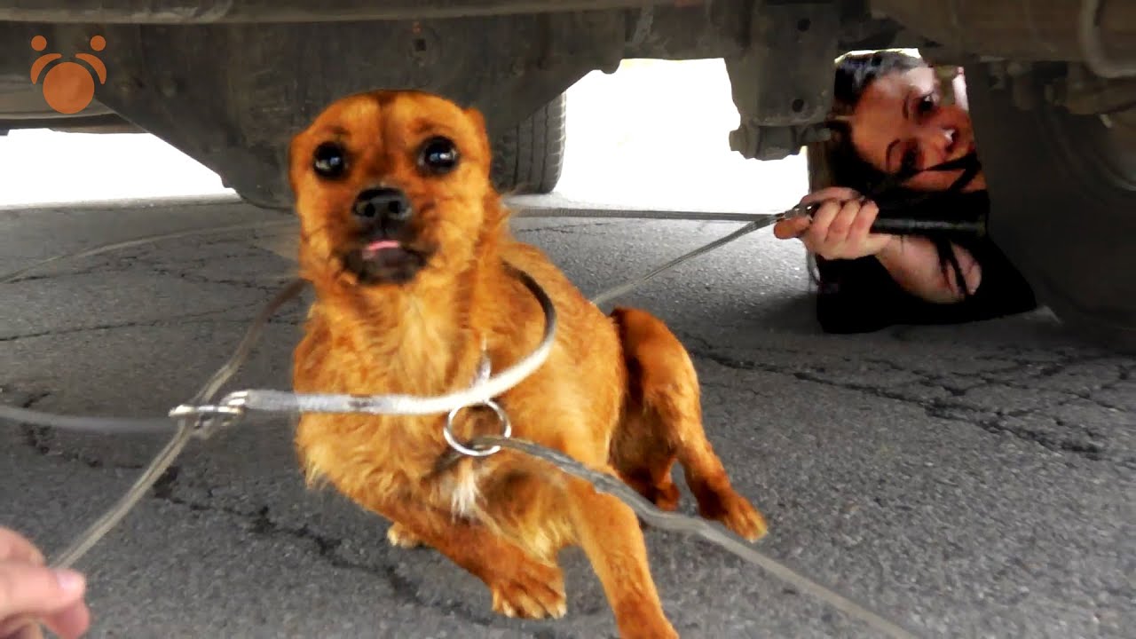 Daring Dog's GREAT ESCAPE Outsmarts Rescuers On a Busy Street! - YouTube