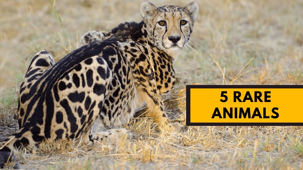 The World’s 5 Rarest Animals - YouTube
