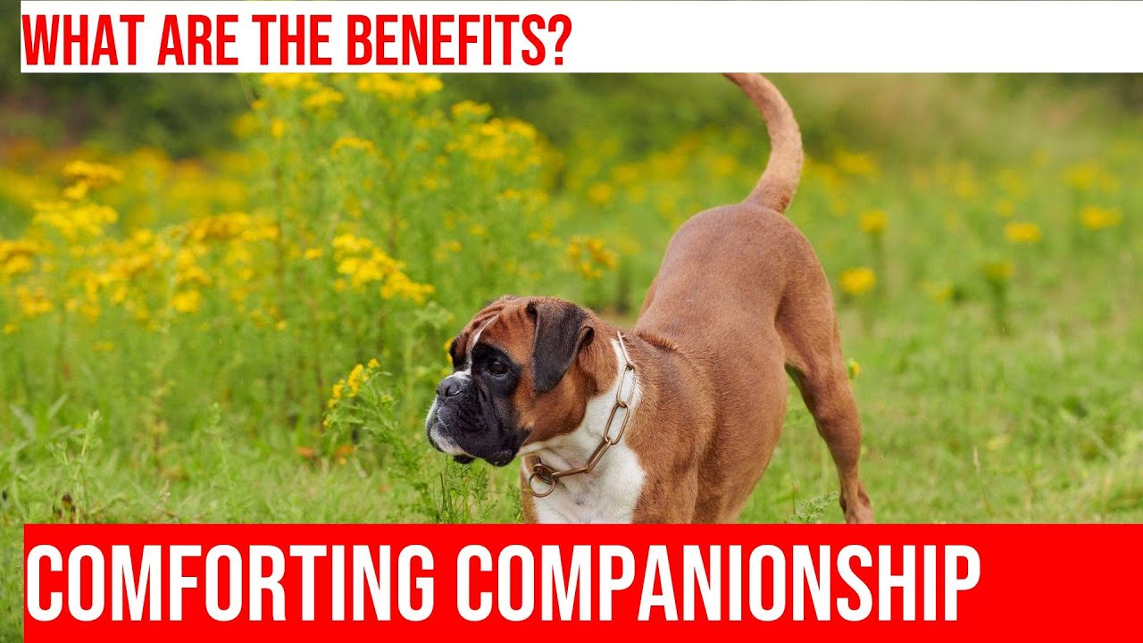 Therapy Dog Certification for Boxers: A Rewarding Path - YouTube