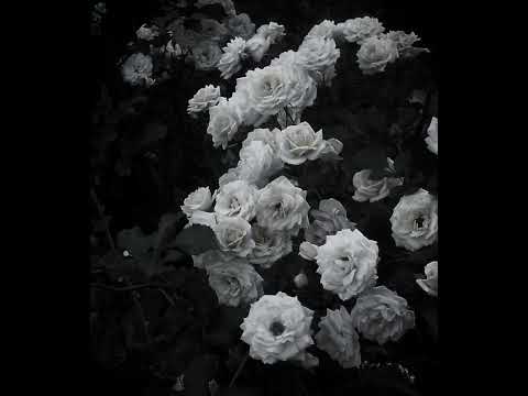 Bedo - seni zor sevdim (slowed + reverb)