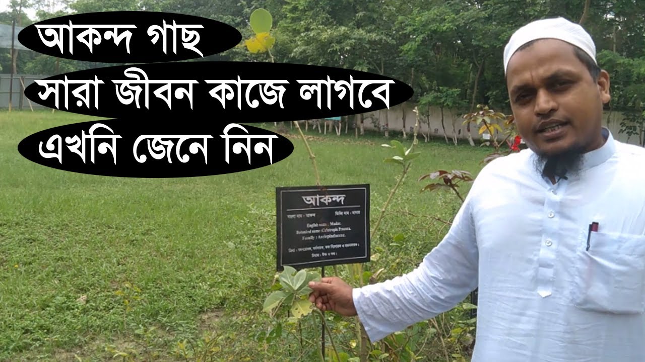 আকন্দ গাছ ও পাতার উপকারিতা l Akondo Patar Gunagun | Natarual Health ...
