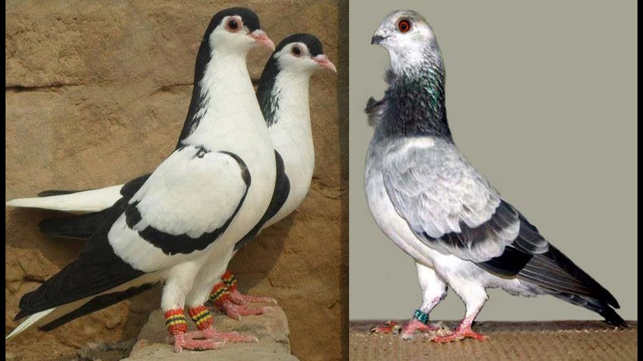 AMAZING FANCY PIGEON BREEDS VIDEO | EYE CATCHING PIGEON BREEDS ...
