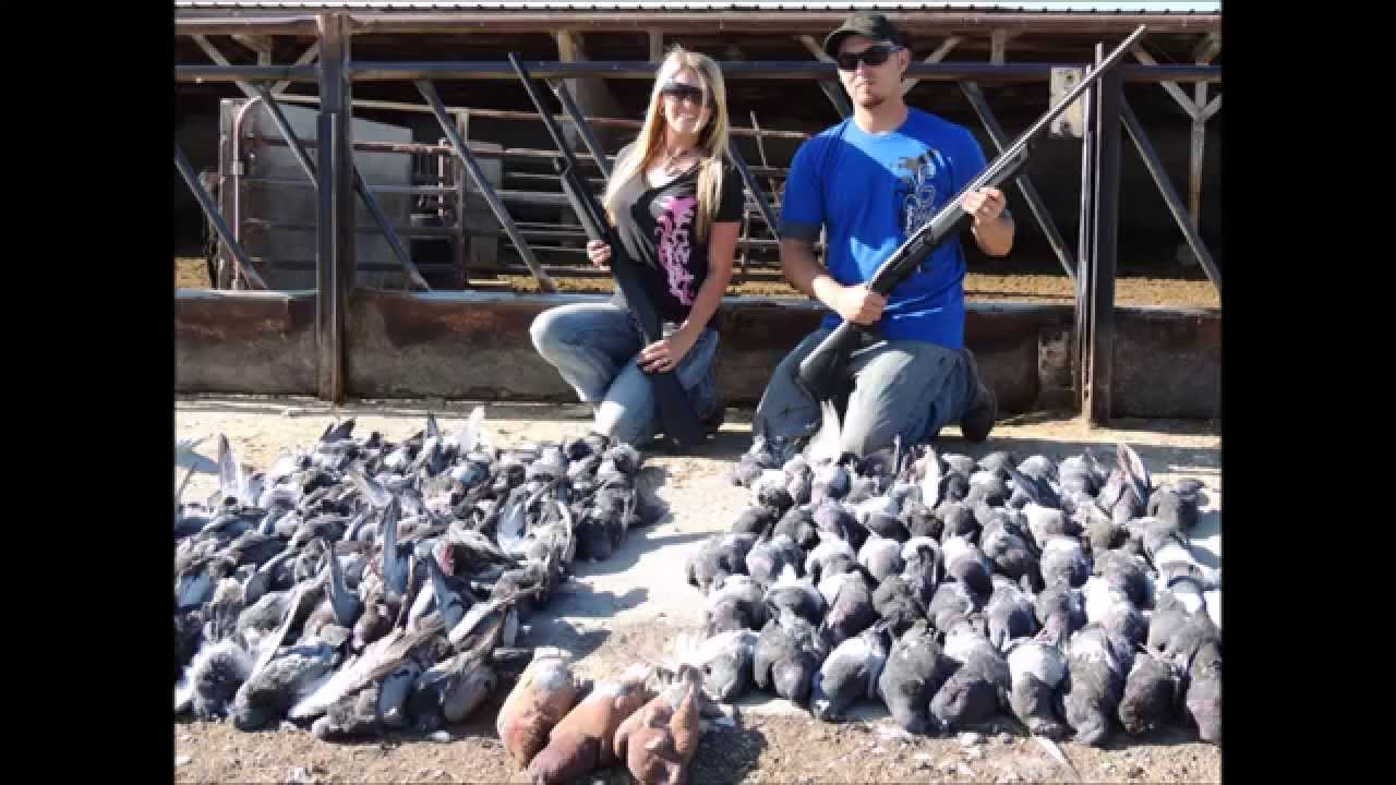 Epic Pigeon hunting! - YouTube